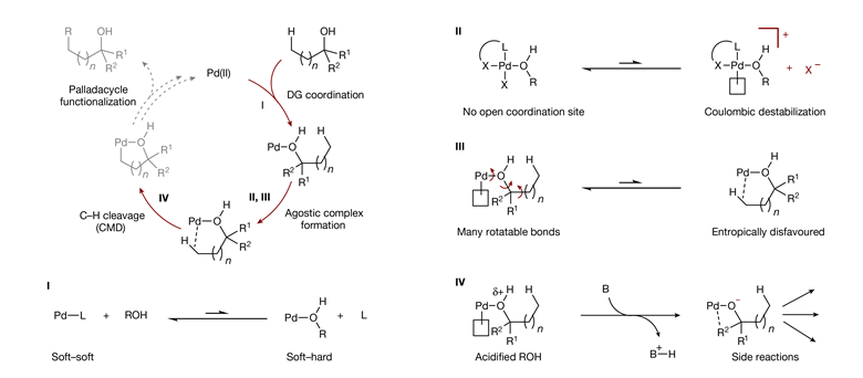 Clever ligand design enables alcohol-directed C-H activation | Research ...