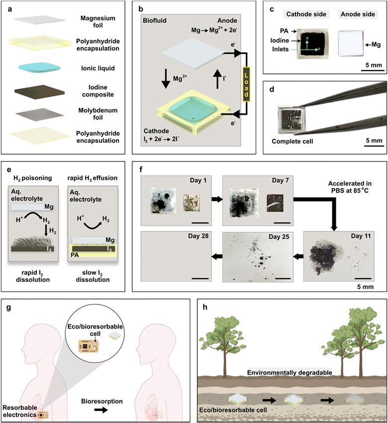 Split-cell design behind batteries that degrade and get absorbed by ...