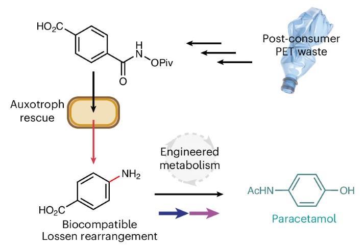 Scientists create bacteria that convert plastic bottle waste into ...