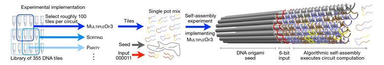 Leap forward for molecular computing as DNA executes six-bit algorithms ...
