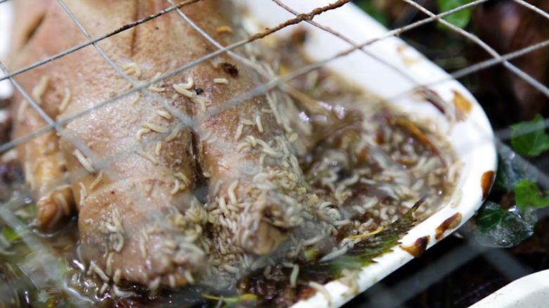 A day at the body farm | Careers | Chemistry World