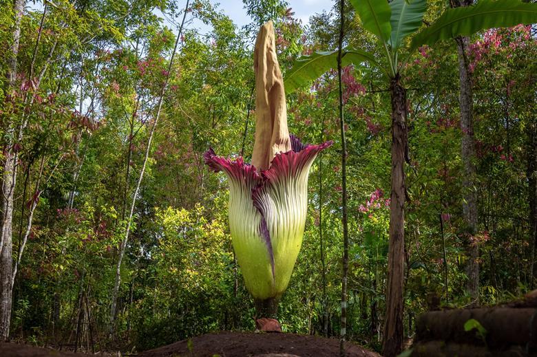 Scientists uncover the chemistry of the corpse flower’s potent stench ...