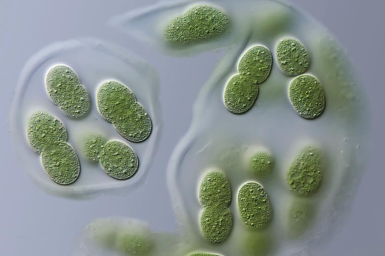 The molecular basis of circadian rhythms | Feature | Chemistry World