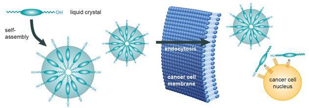 From screen to cell | Feature | Chemistry World