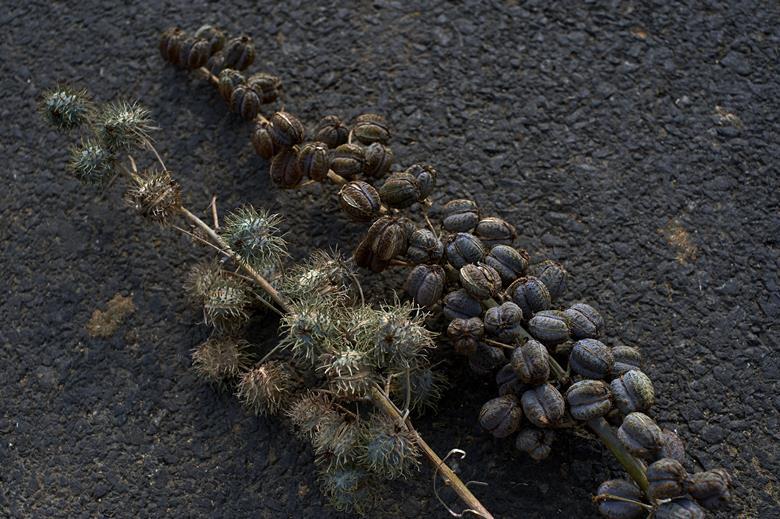 Ricin | Podcast | Chemistry World