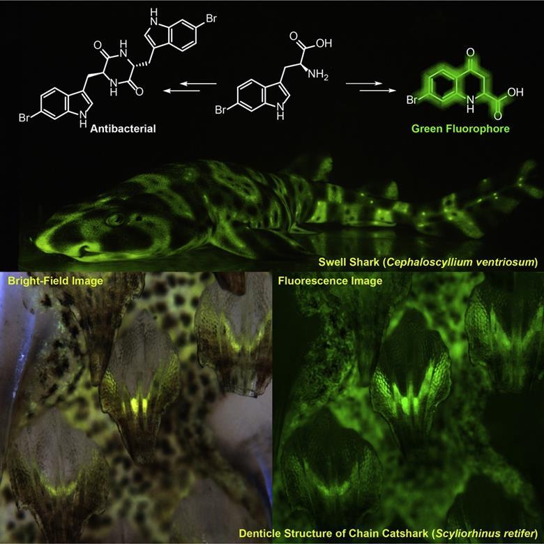 Shark skin study illuminates new fluorescent molecules | Research ...