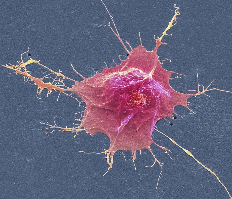 Small molecules that switch up cell development could transform ...