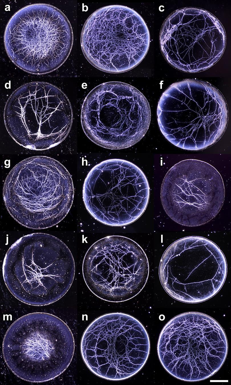 The wonder of whisky | Feature | Chemistry World