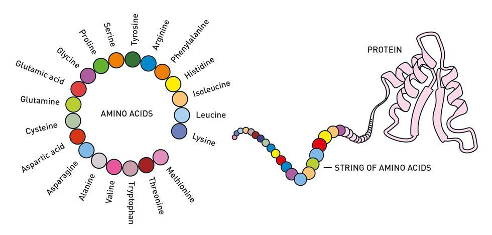 Explainer: Why have protein design and structure prediction won the ...