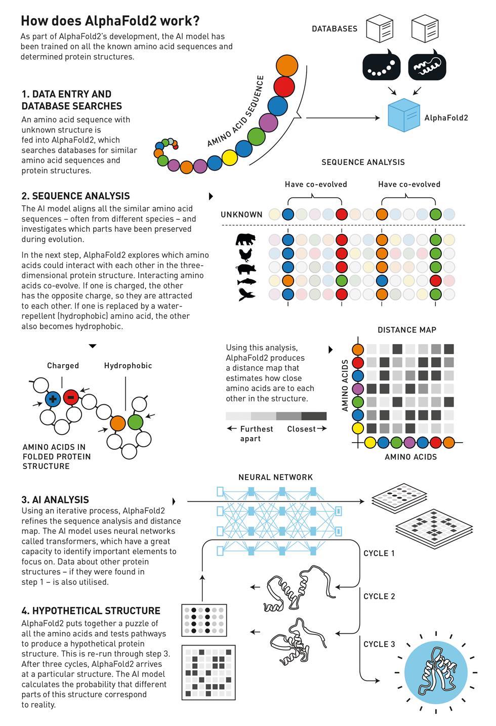 Explainer: Why have protein design and structure prediction won the 2024 Nobel prize in ...