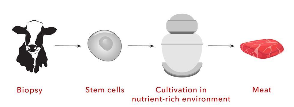 Cultured meat flexes its muscles | Feature | Chemistry World