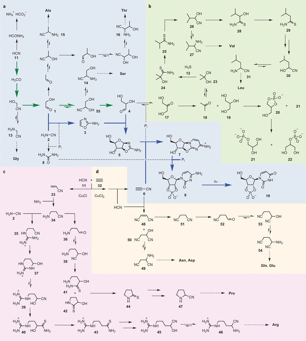 RNA world hypothesis: how ribozymes reveal the chemical origins of life ...