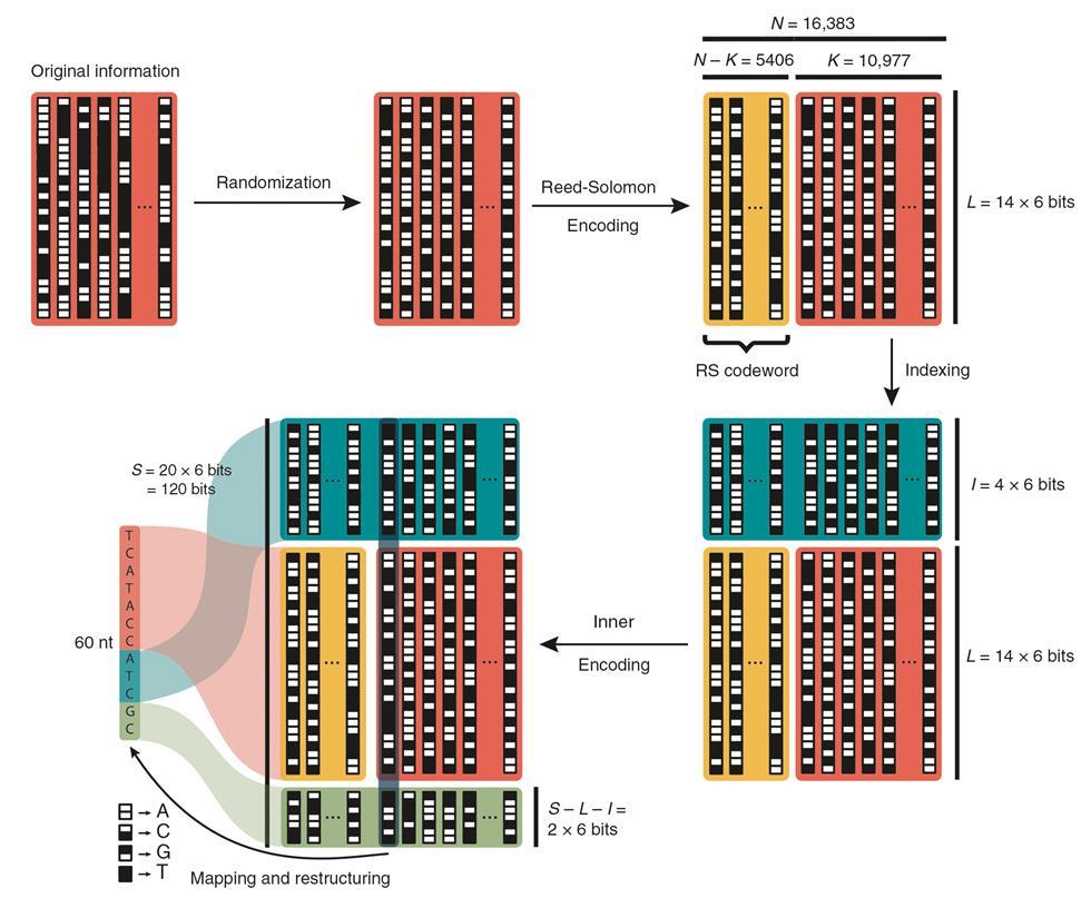 Is DNA the future of digital data storage? | Feature | Chemistry World